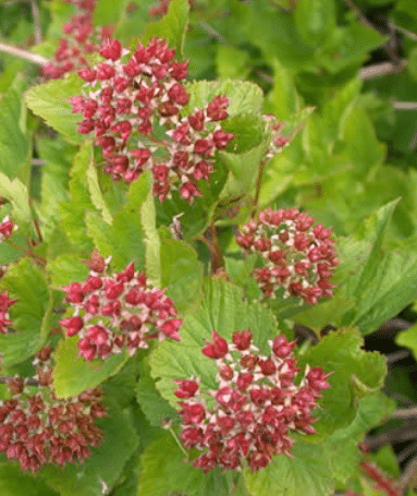101 Ninebark information for homeowners - Sally Manzara Interpretive ...