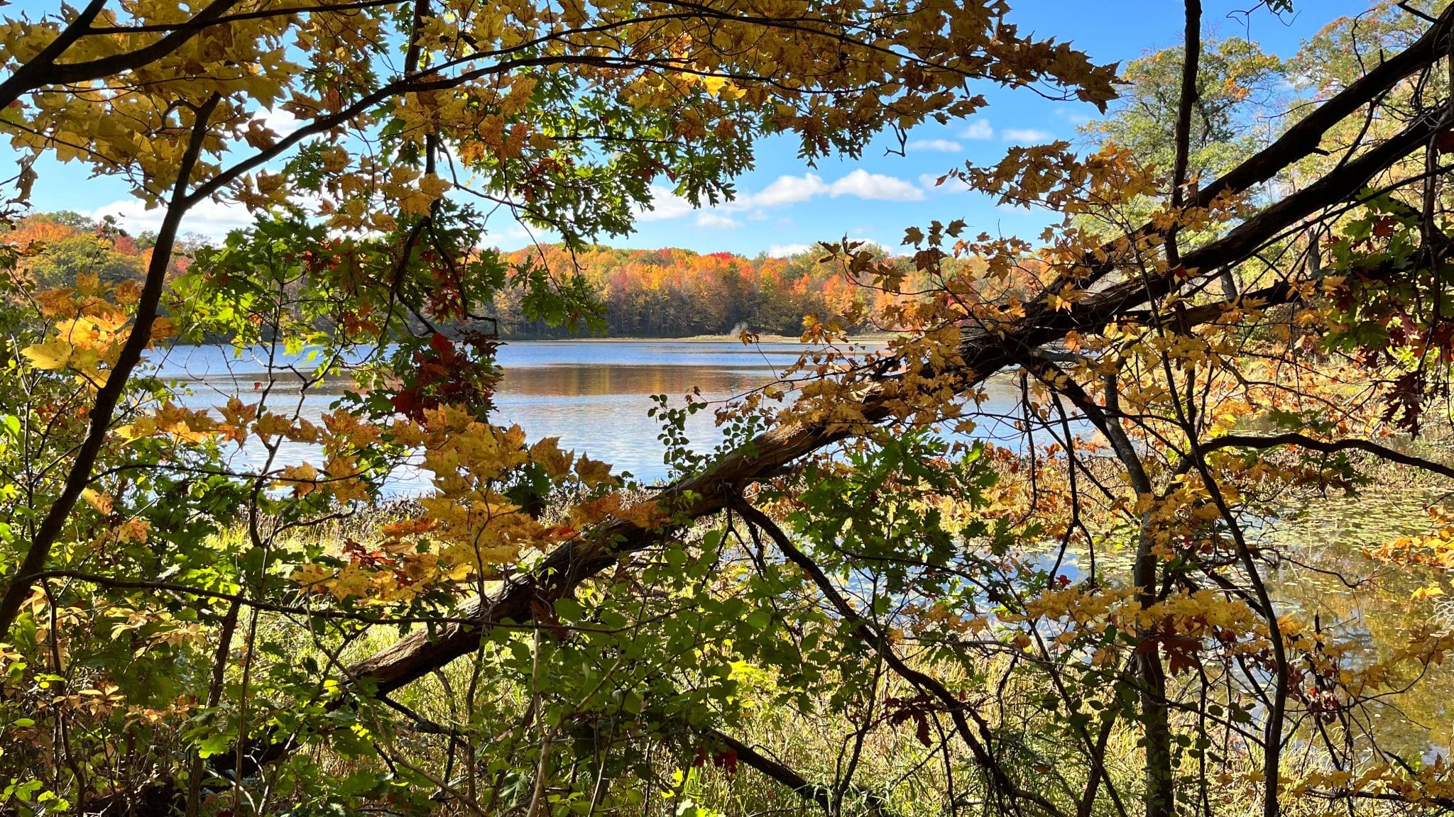 Woodland Management Hike & Learn (with Washington Conservation District ...